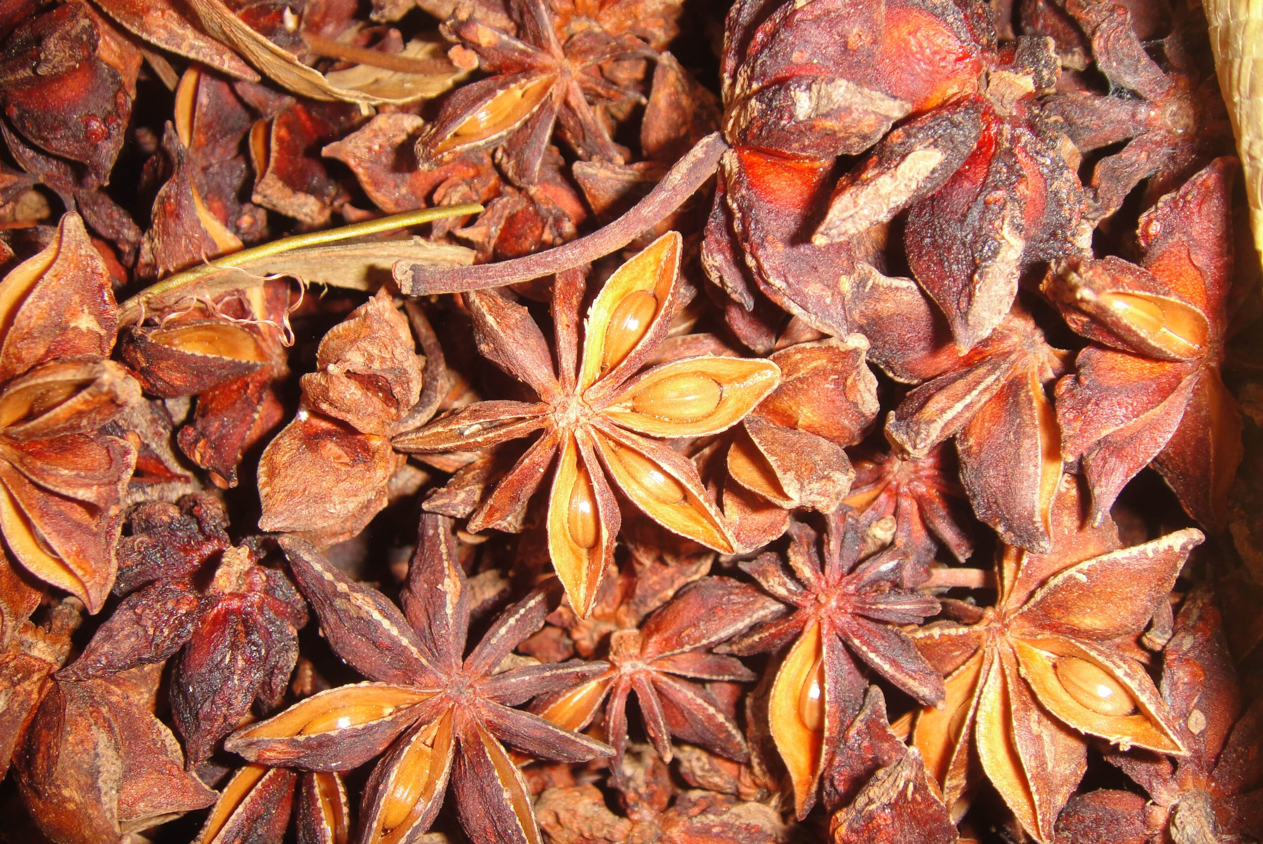 How to Use Whole Star Anise in Tea: A Simple Guide