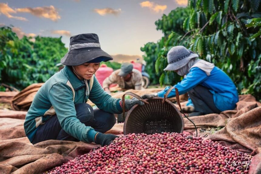 Guide to Importing Vietnamese Roasted Coffee