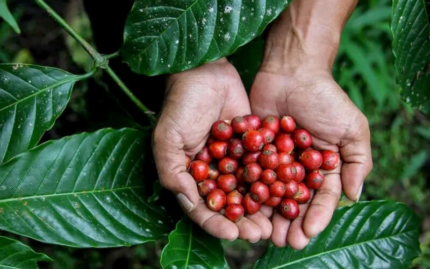 What Is Specialty Coffee? Everything You Need to Know